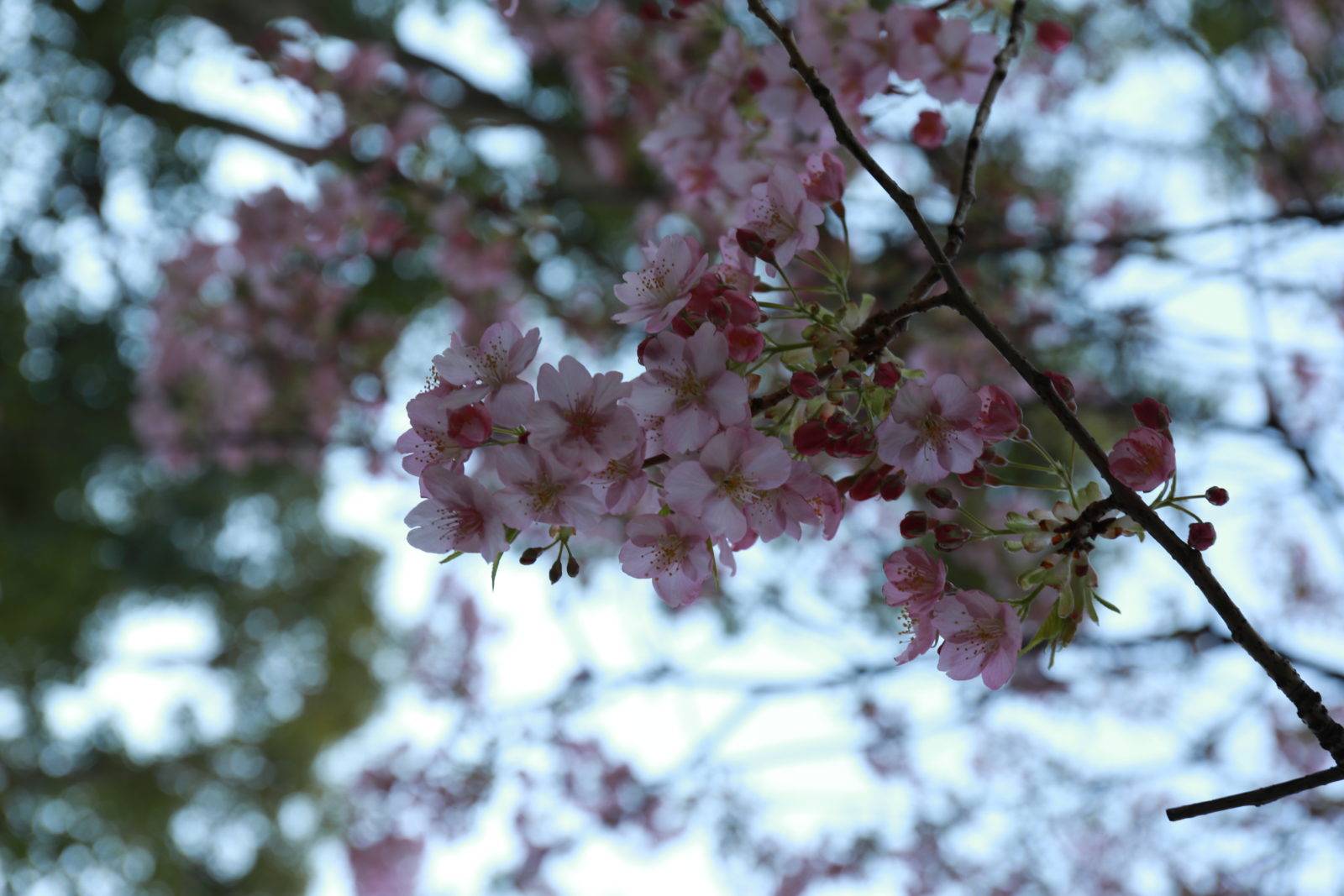 Early Spring Sakura in Tokyo | TiptoeingWorld