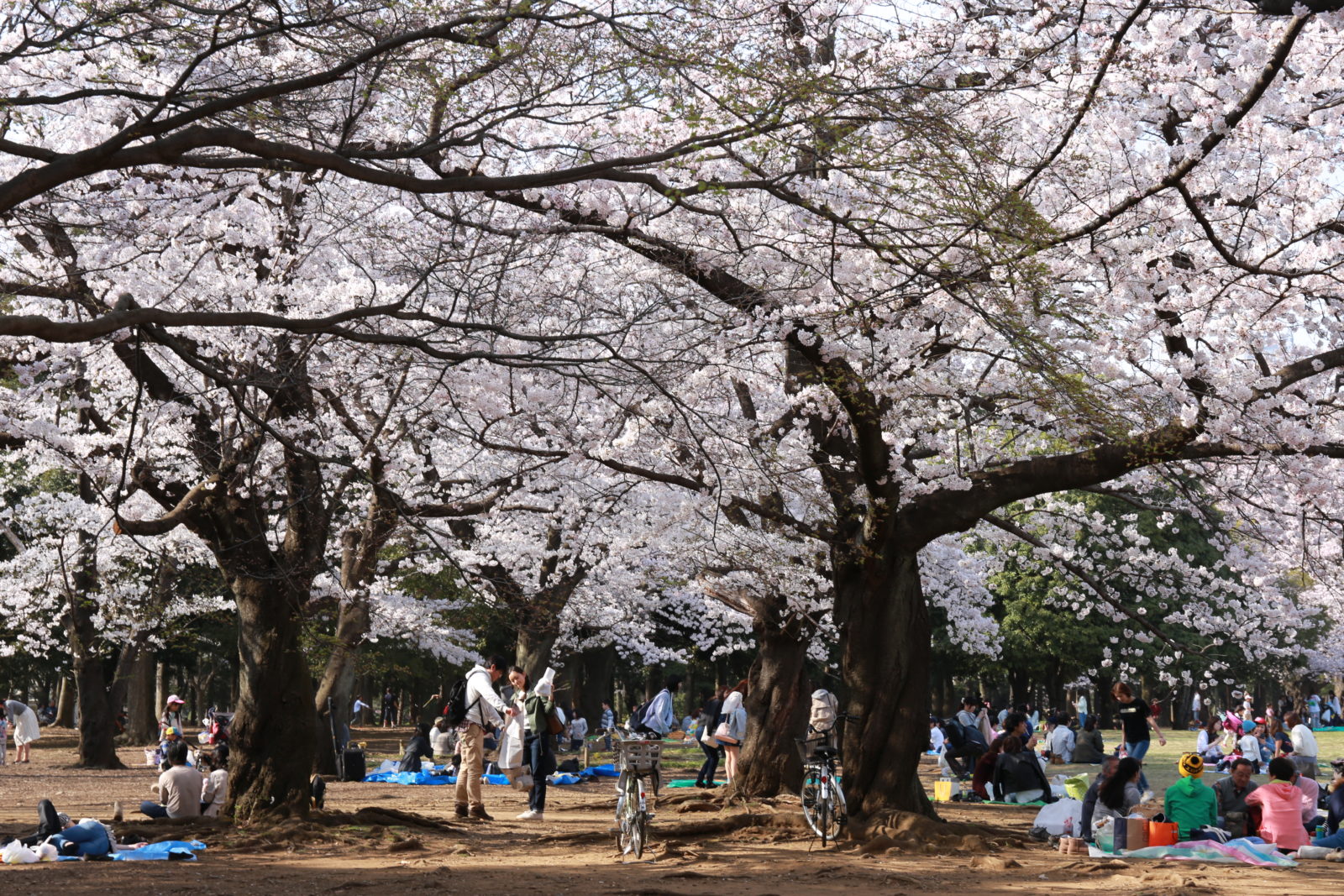 8 Best Places for Sakura Viewing in Tokyo | TiptoeingWorld