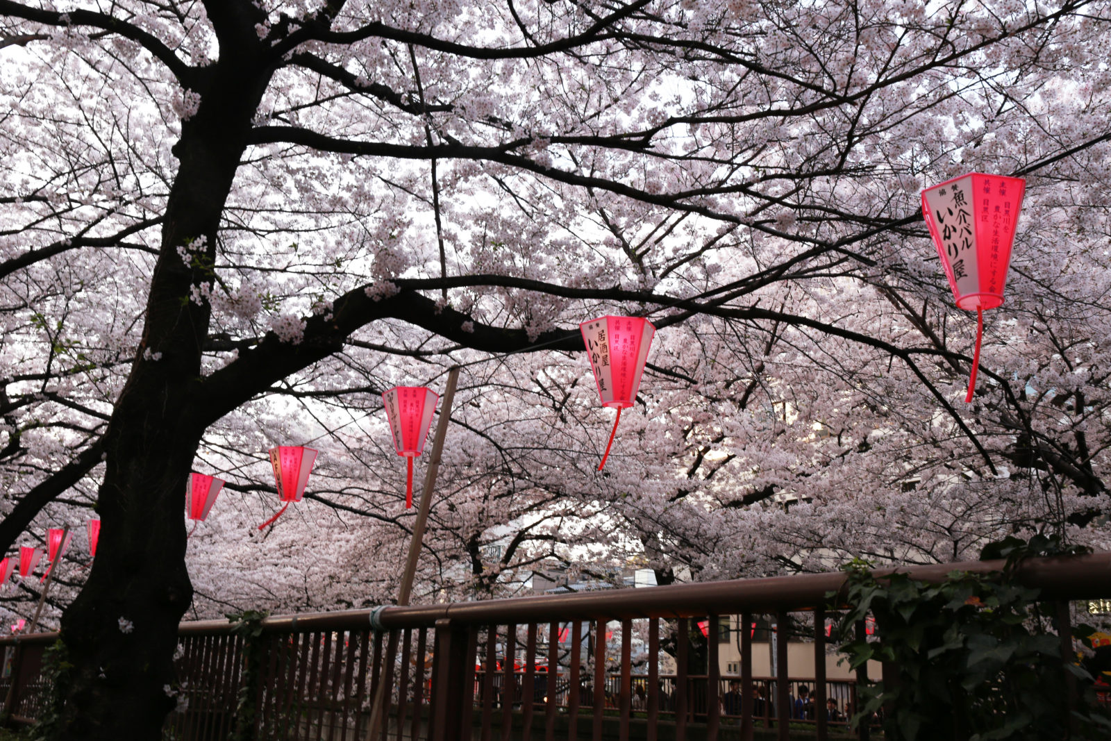 8 Best Places for Sakura Viewing in Tokyo | TiptoeingWorld