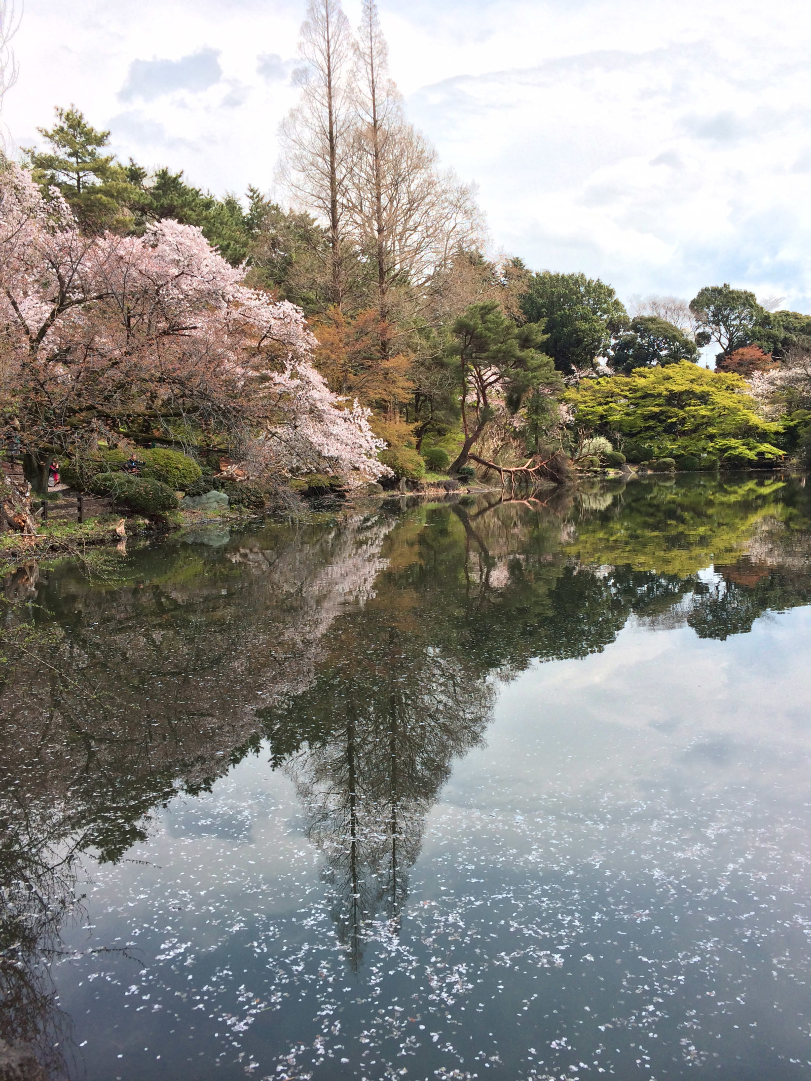 A Tale of Sakura | TiptoeingWorld