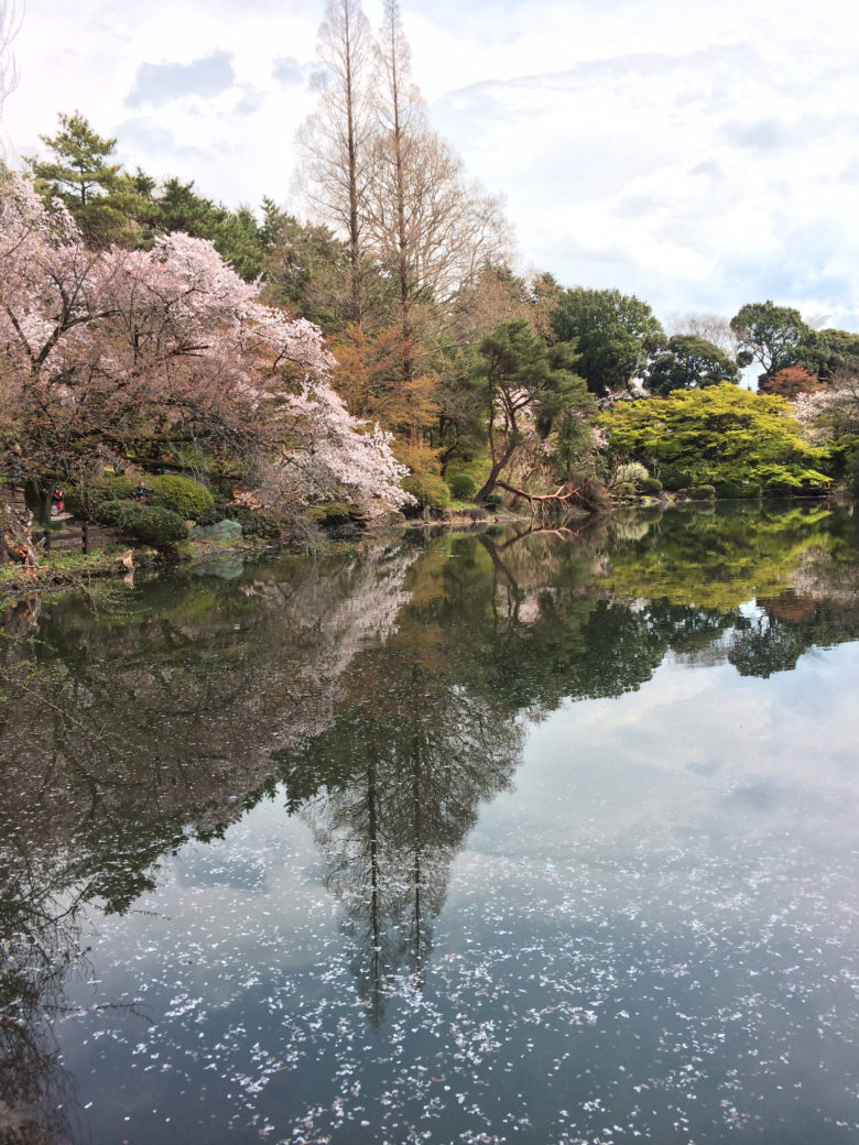 A Tale of Sakura | TiptoeingWorld