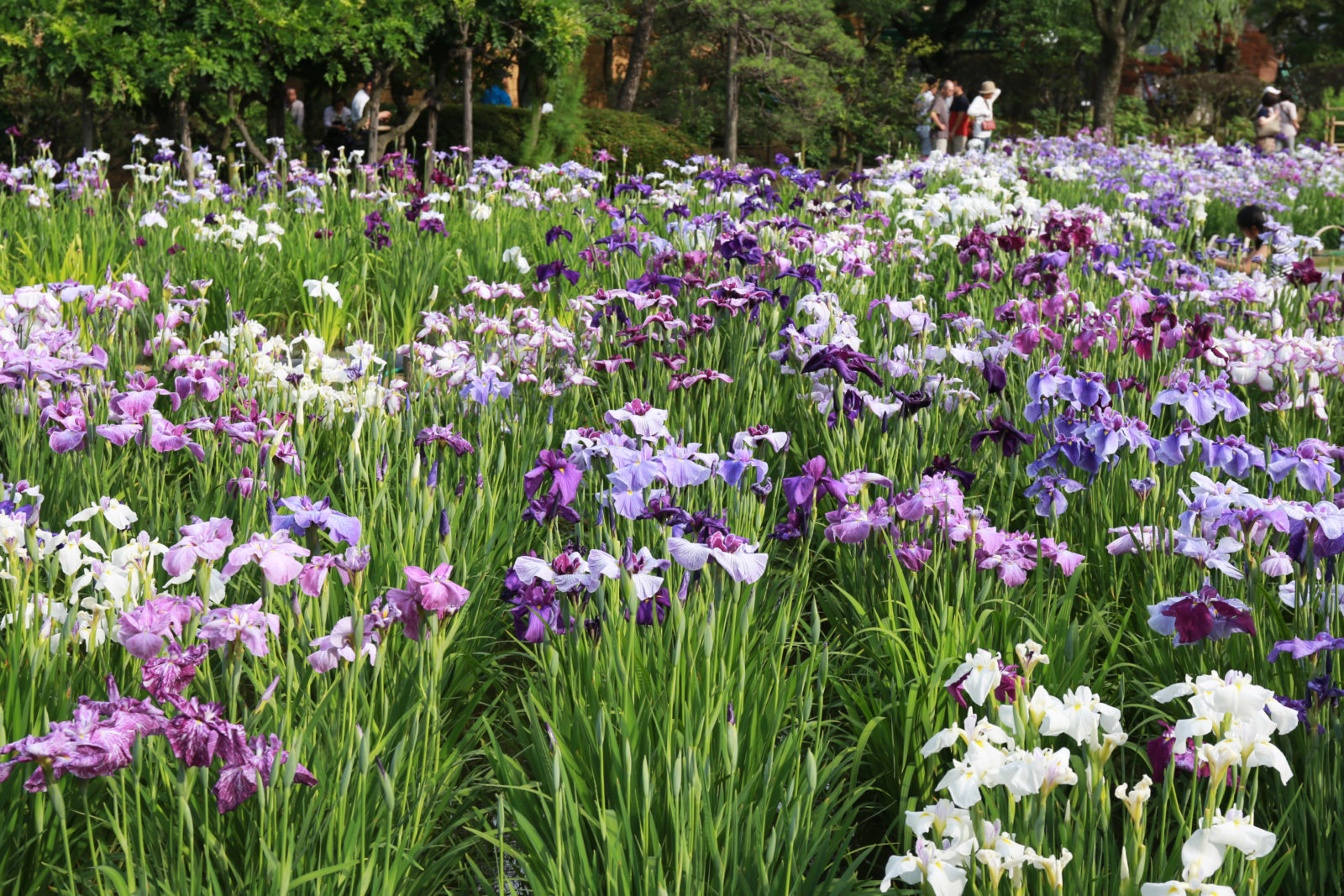 Horikiri Iris Garden Tokyo in Summer | TiptoeingWorld