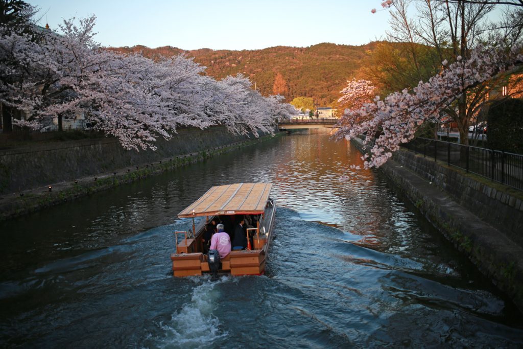 8 Best spots for Kyoto's Cherry Blossoms Viewing | TiptoeingWorld