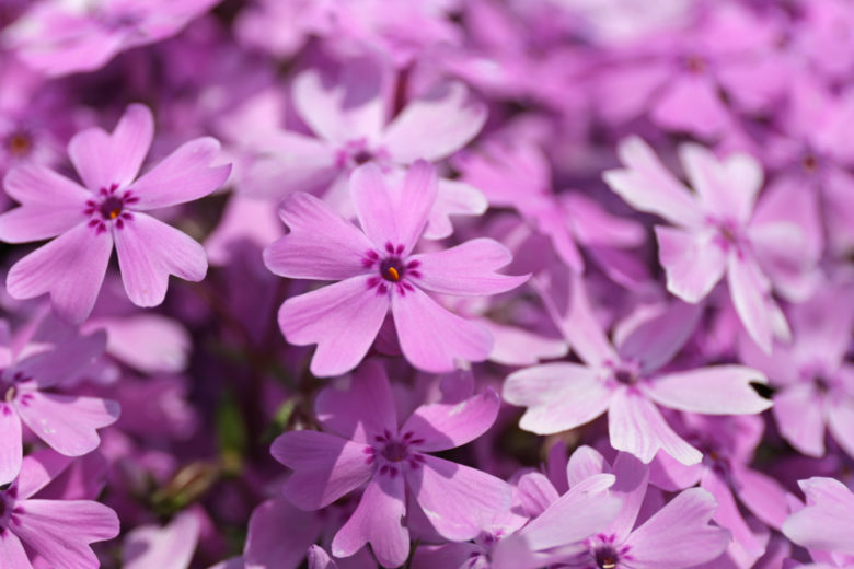 16 Best Places for A Day Trip from Tokyo | TiptoeingWorld