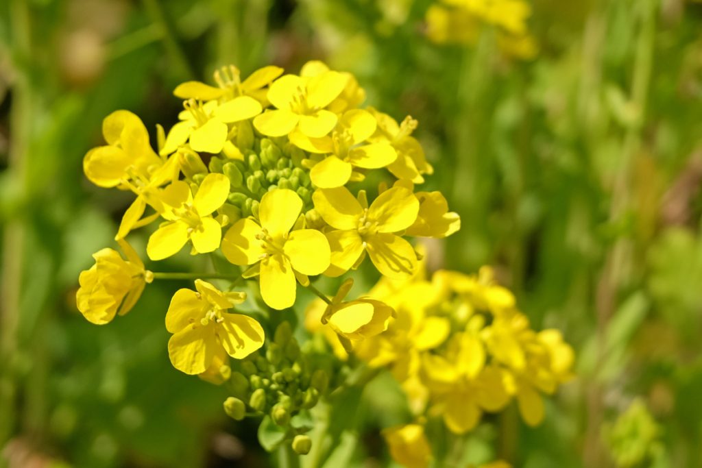 Canola Flowers Field at Mother Farm Chiba | TiptoeingWorld