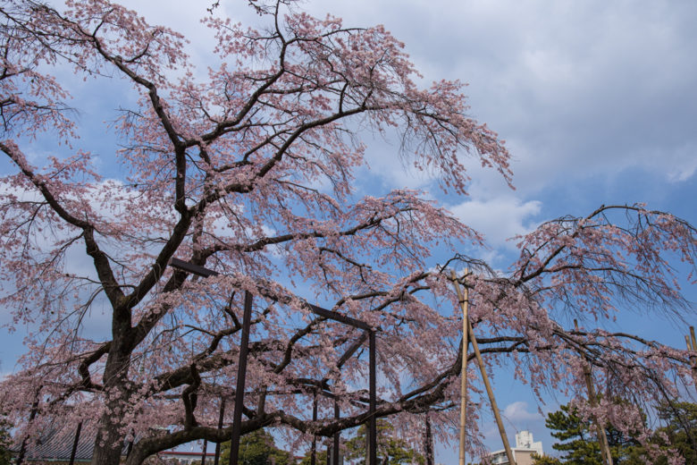 Early Blooming Colourful Sakura Cherry Blossom | TiptoeingWorld
