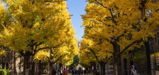 Kyoto Bamboo Grove: Adashino Nenbutsuji | TiptoeingWorld