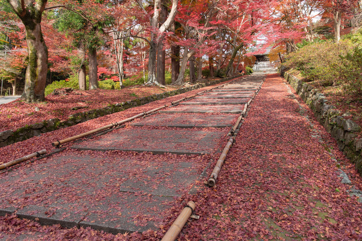 Kyoto Autumn Foliage 2019 | TiptoeingWorld