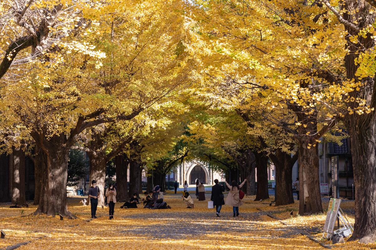Autumn Foliage in Tokyo 2020 | TiptoeingWorld